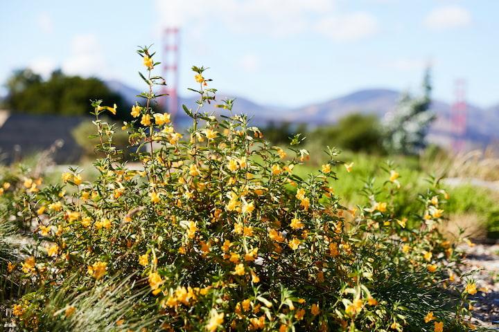 Battery Bluff | Battery Bluff Park | The Presidio (San Francisco)
