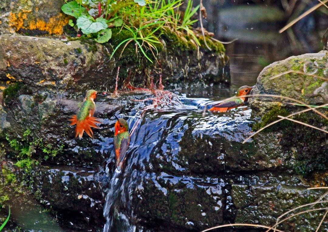 El Polín Spring | History of the Presidio | The Presidio (San Francisco)